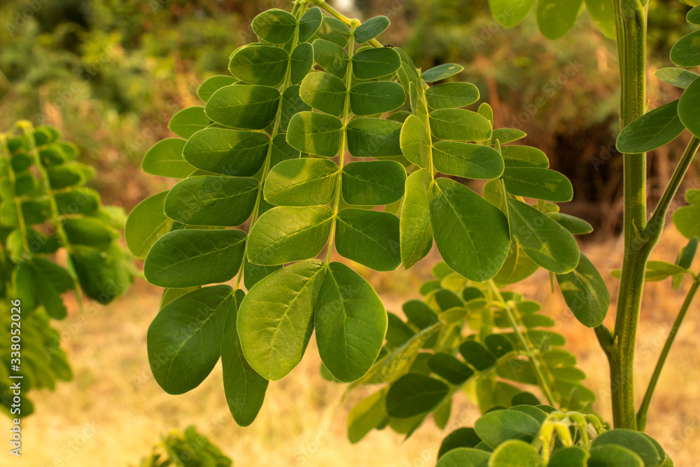 green Samanea saman on tree, rain tree, East indian walnut Stock Photo ...