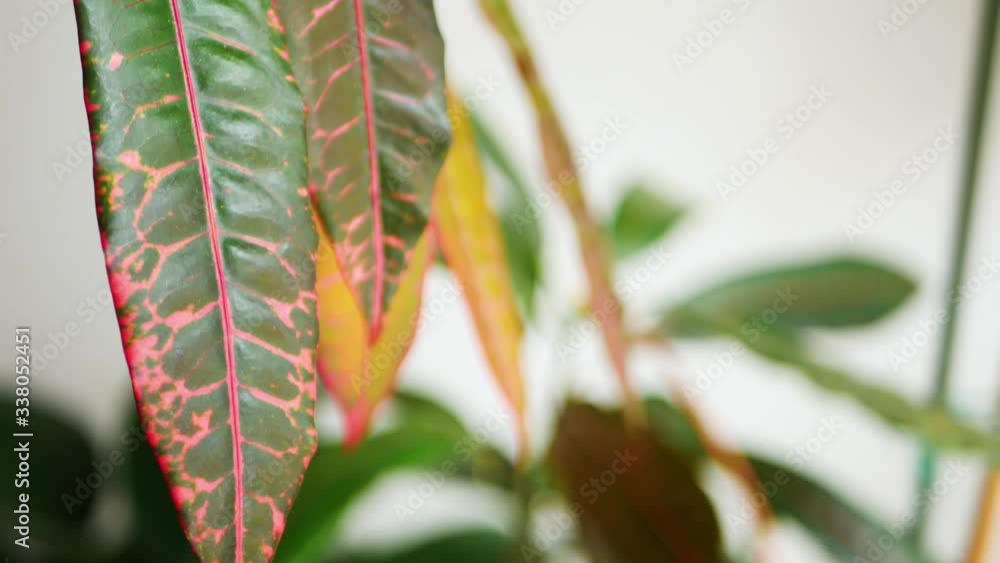 close-up video shooting of a large long leaf of a green croton plant ...