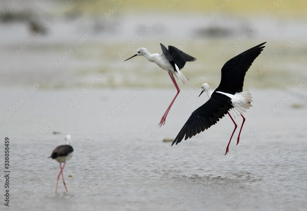 Black-winged Stilt territory fight at Asker Marsh , Bahrain Stock Photo ...