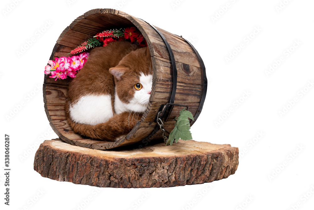 Rare color British cat sitting in a wooden bucket isolated on white ...