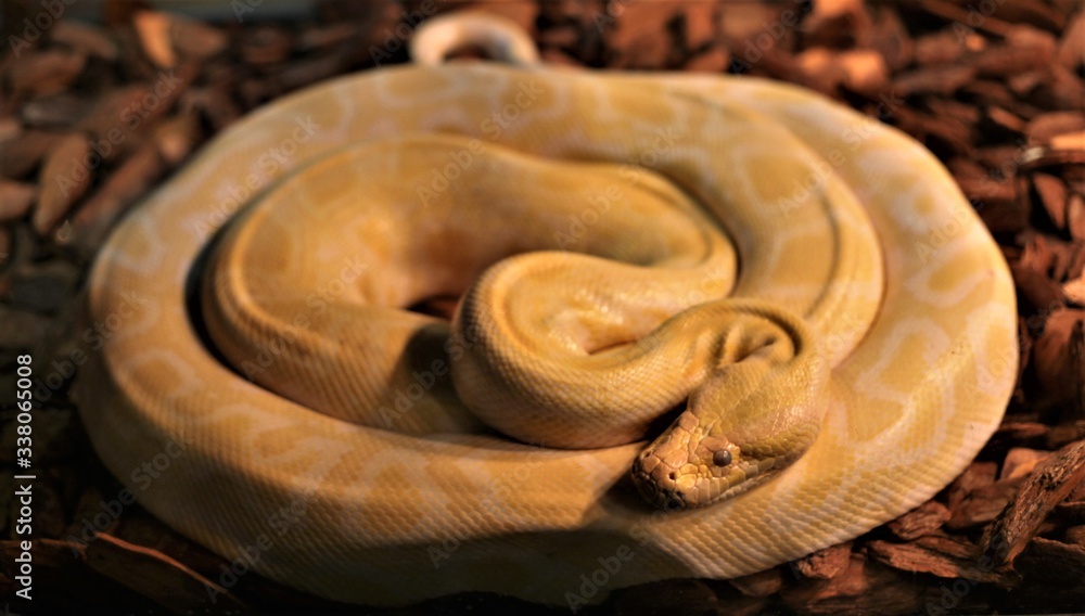 White snake, python in standby mode. Aquarium. Stock Photo | Adobe Stock