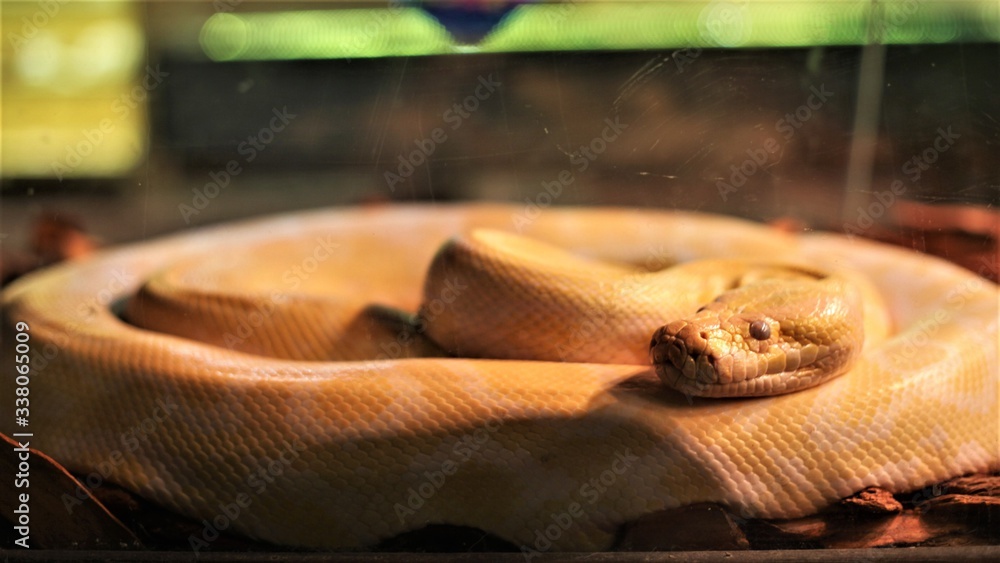 White snake, python in standby mode. Aquarium. Stock Photo | Adobe Stock