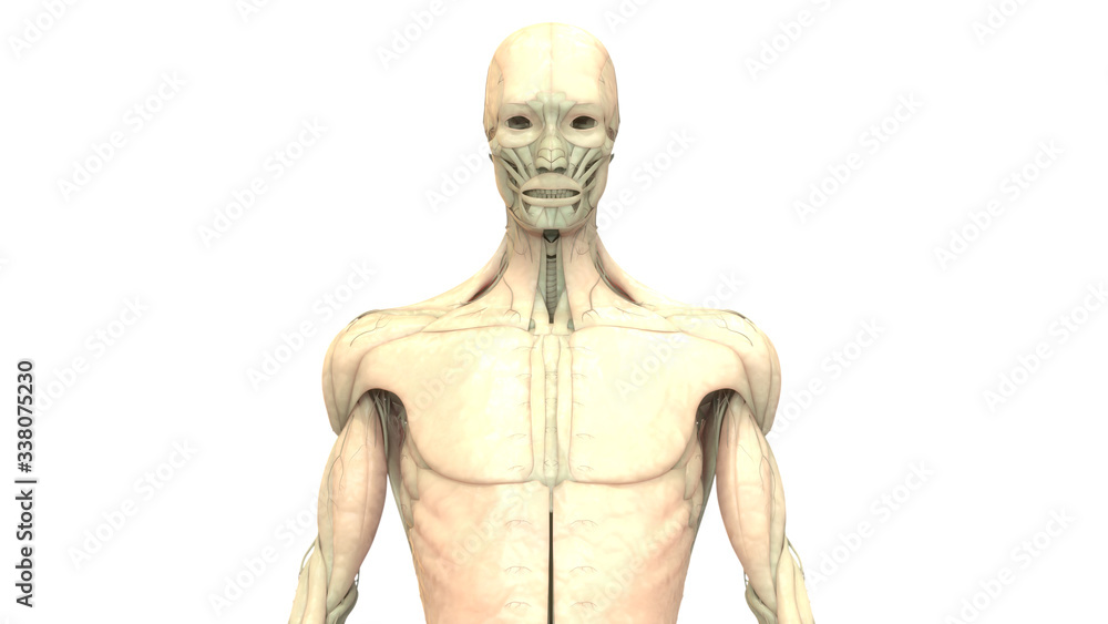 Human Body Muscular System Anatomy 3d rendering Stock Illustration ...