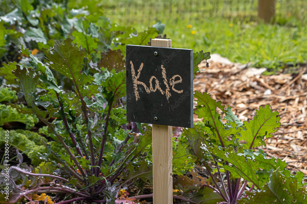 slate sign marking kale growing in kitchen garden Stock Photo | Adobe Stock