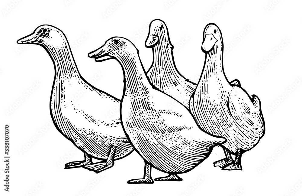 Hand drawing. Domestic ducks. Black Outline. Vector. Drawn in pencil ...