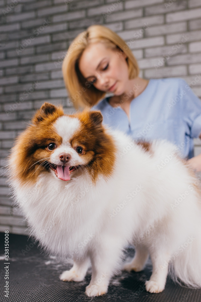 professional cares for a pet spitz dog in a specialized grooming salon ...