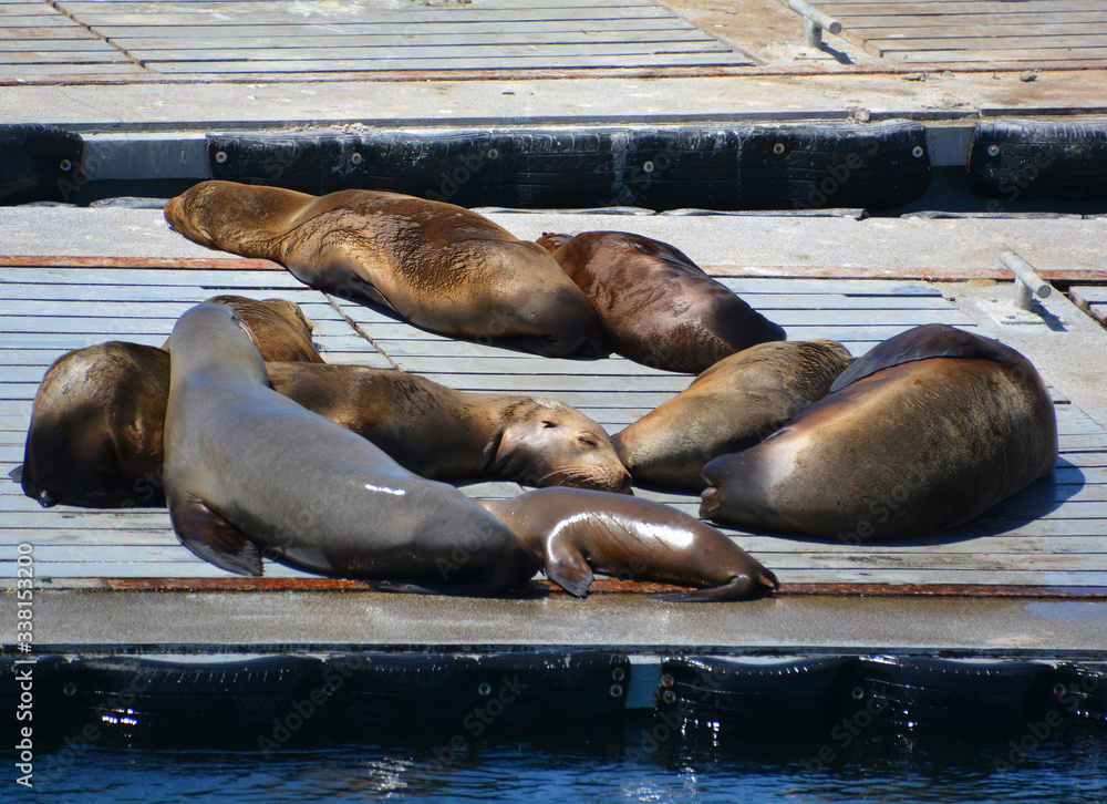 Sea Lion on harbor quay in Southern California USA. Sea lions are sea ...