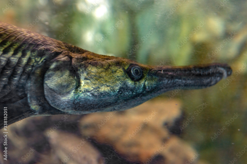Spotted Gar Fish aka Lepisosteus Oculatus in aquarium. Stock Photo ...