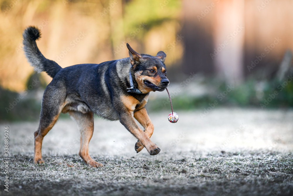 Big dog run side view. Animal jump technique Stock Photo | Adobe Stock
