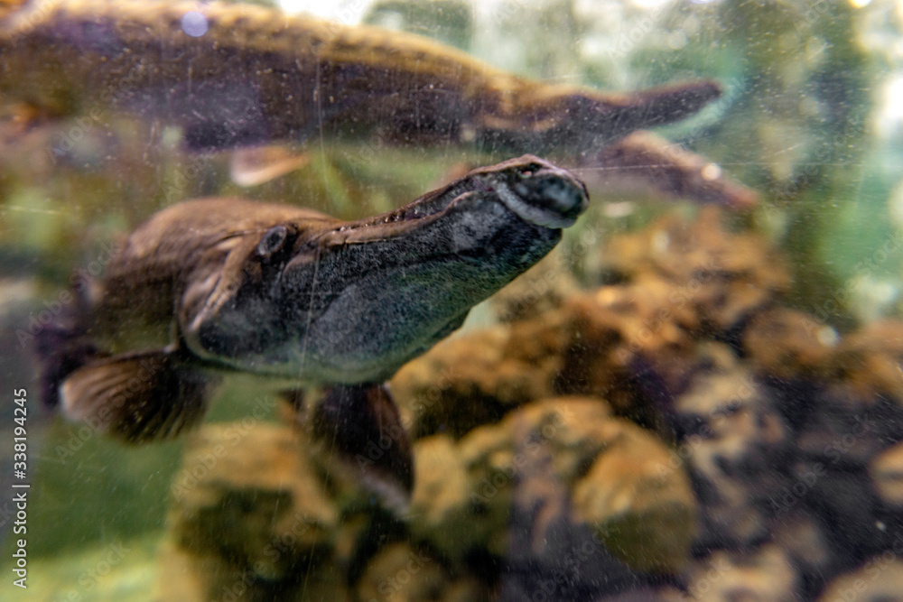 Spotted Gar Fish aka Lepisosteus Oculatus in aquarium. Stock Photo ...