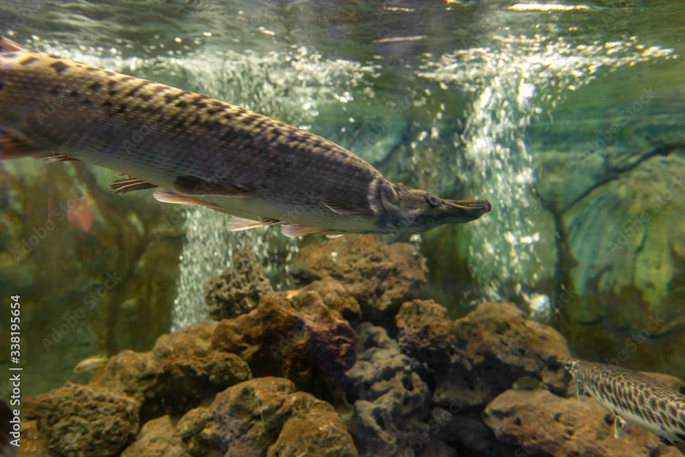 Spotted Gar Fish aka Lepisosteus Oculatus in aquarium. Stock Photo ...