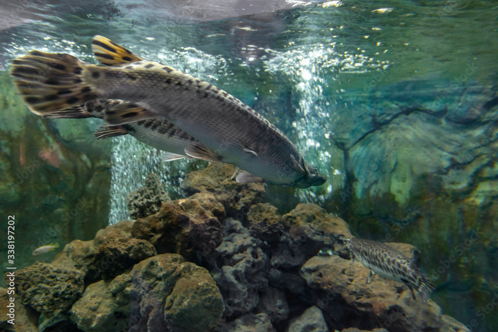 Spotted Gar Fish aka Lepisosteus Oculatus in aquarium. Stock Photo ...