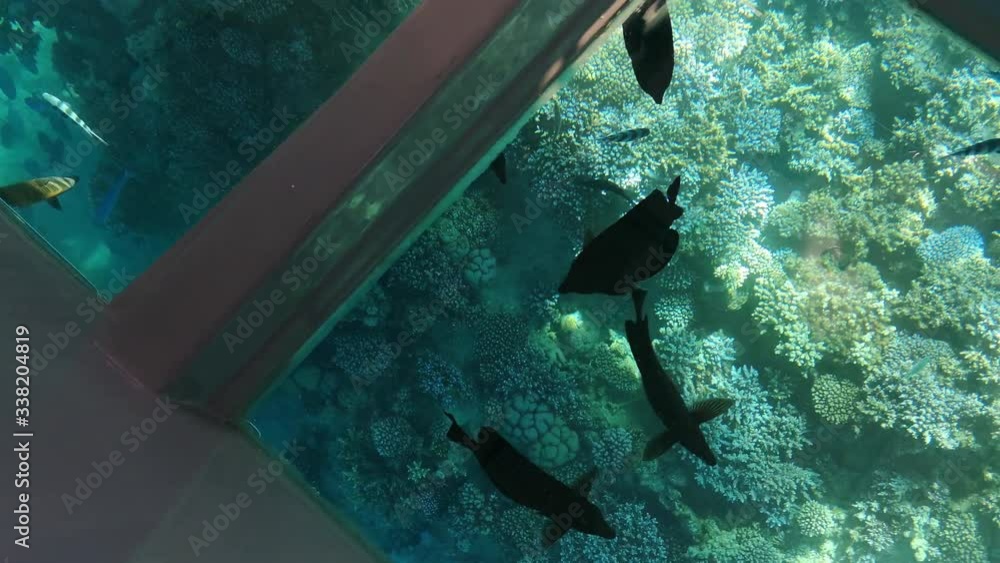 Video Stock Different fish swim among the coral reefs - top view ...