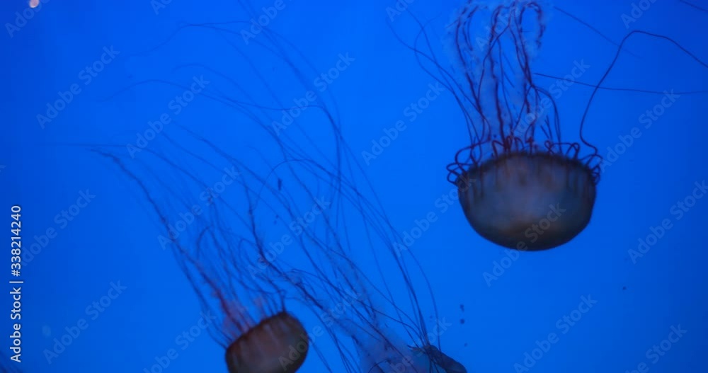 Water floating bell medusa from Pacific, Japan and Australia ...