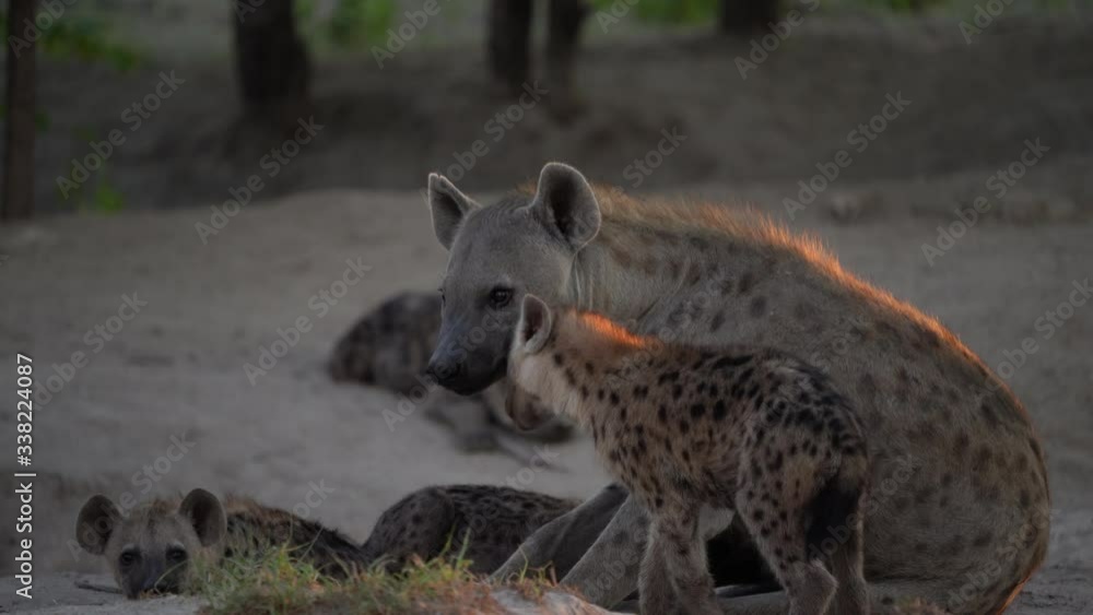Video Stock Hyena pack near the nesting hole, with young babes. Young ...