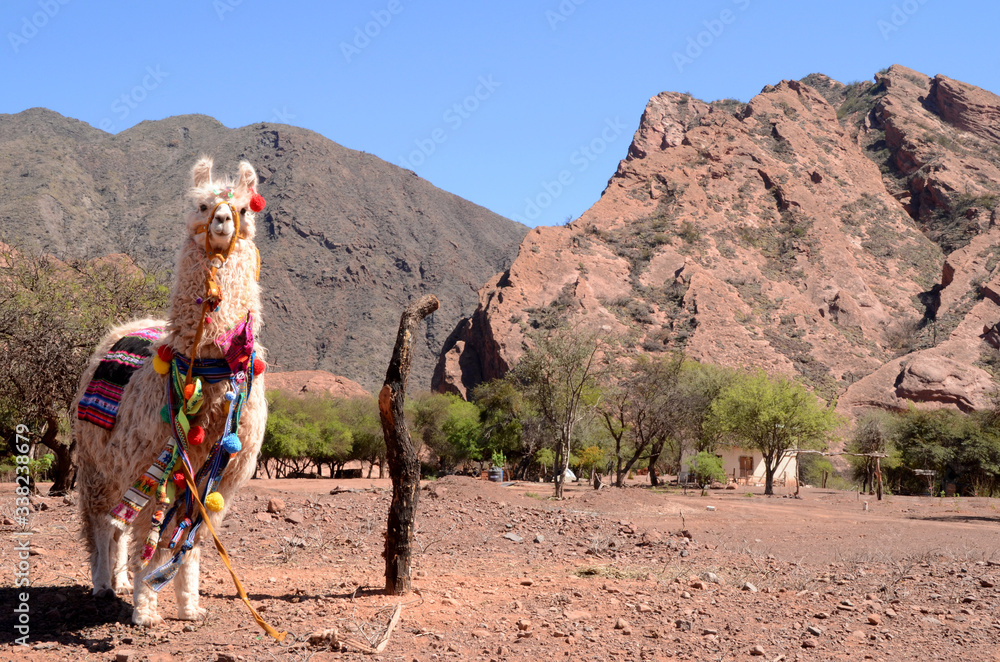Llama argentina, Jujuy, Norte argentino foto de Stock | Adobe Stock