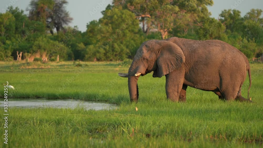 Khwai river - herd of elephant sunset. Wildlife scene from nature ...
