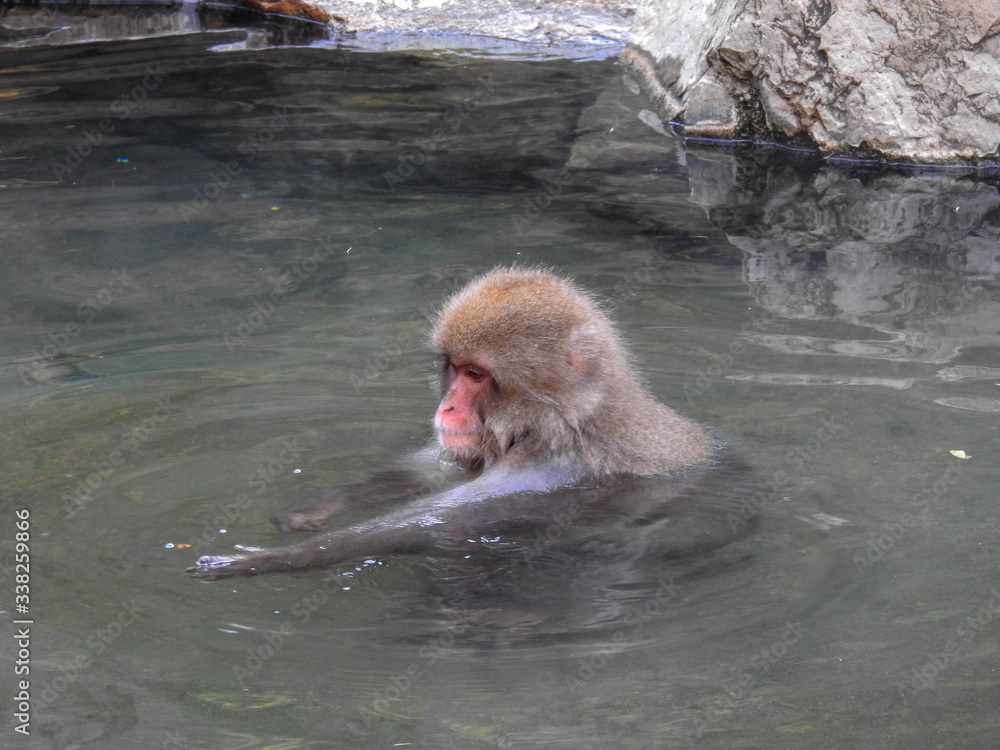 Japanese macaques in a hot spring in Jigokudani park Stock Photo ...