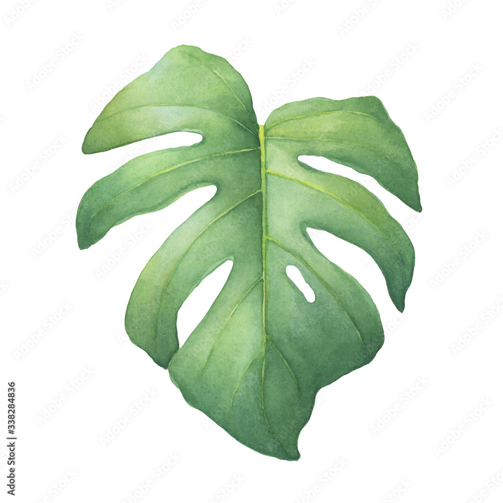 Green tropical jungle leaf of Monstera Deliciosa (also known as monster ...