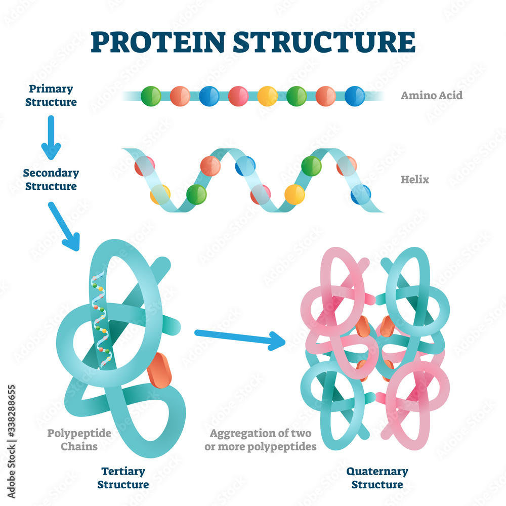 Protein structure vector illustration. Labeled amino acid chain ... Protein structure vector illustration. Labeled amino acid chain ...
