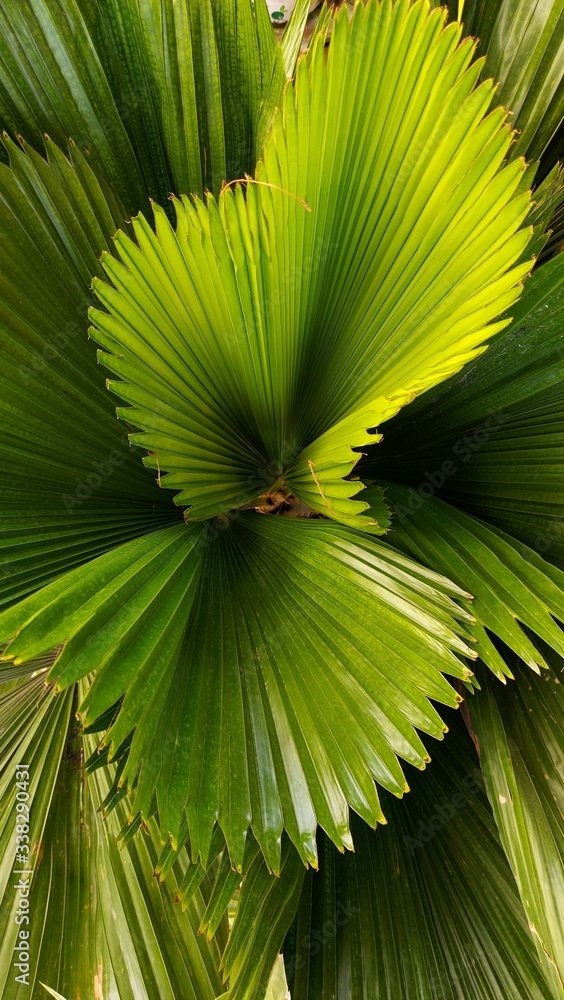 Licuala Grandis is a Tropical plant which is more shade loving. Its ...