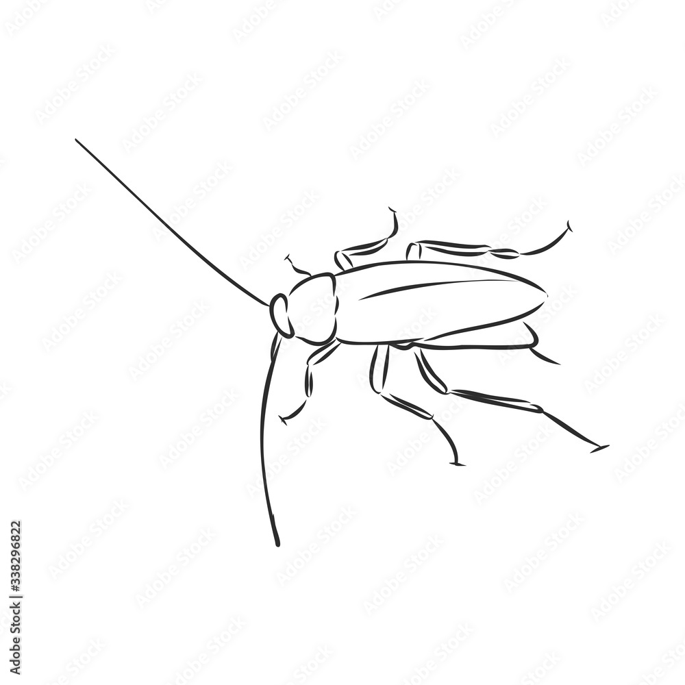 cockroach insect pest, realistic vector sketch illustration Stock ...