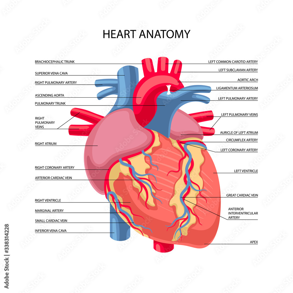 Human heart anatomy Stock Vector | Adobe Stock