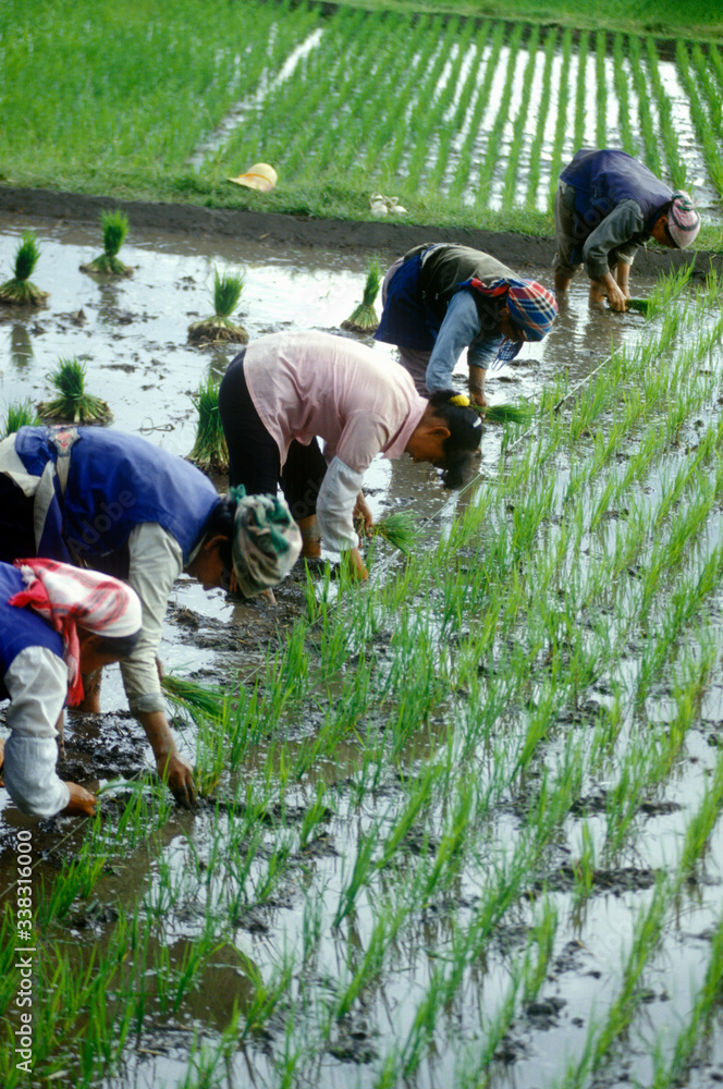Workers in the rice fields in Dali, Yunnan Province, People's Republic ...