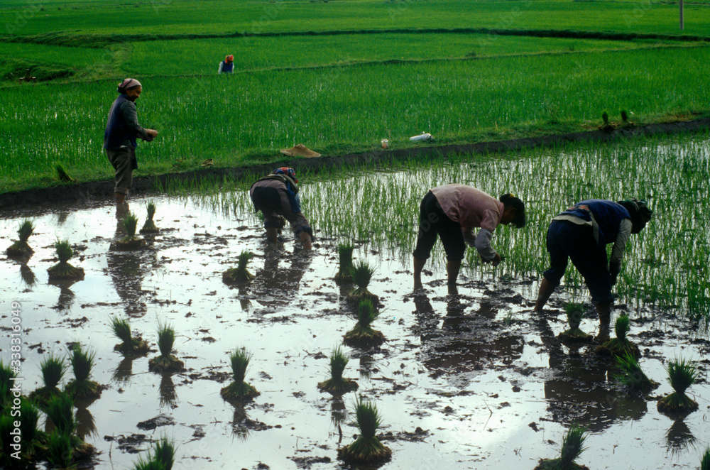 Workers in the rice fields in Dali, Yunnan Province, People's Republic ...