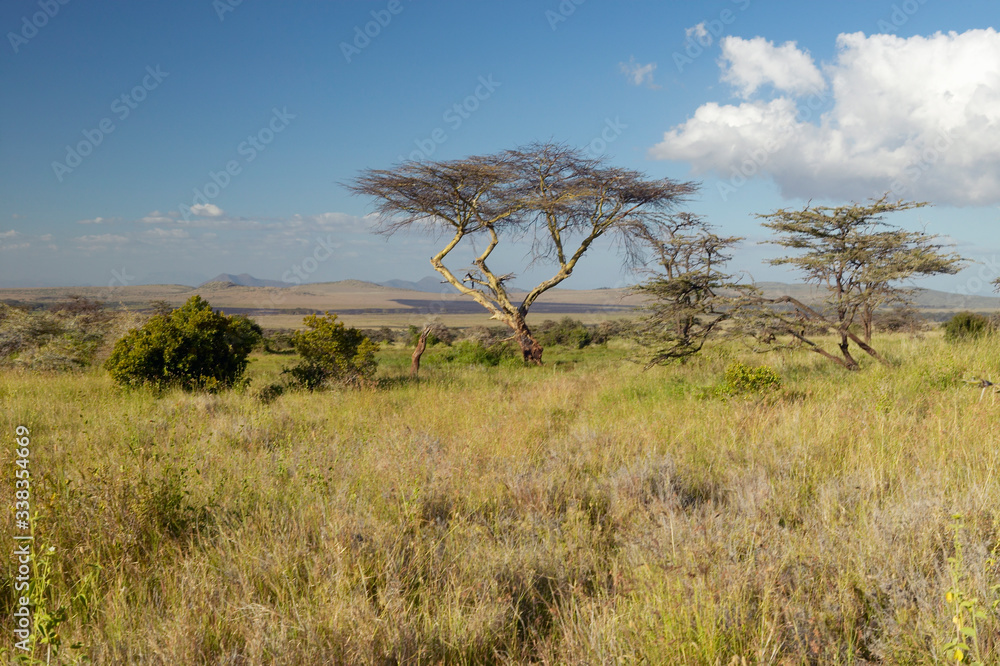 Mount Kenya and lone Acacia Tree at Lewa Conservancy, Kenya, Africa ...