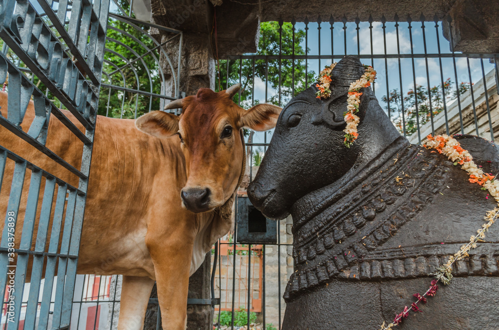 Holy cow standing in front of Nandhi (Lord Shiva Chariot) statue in a ...