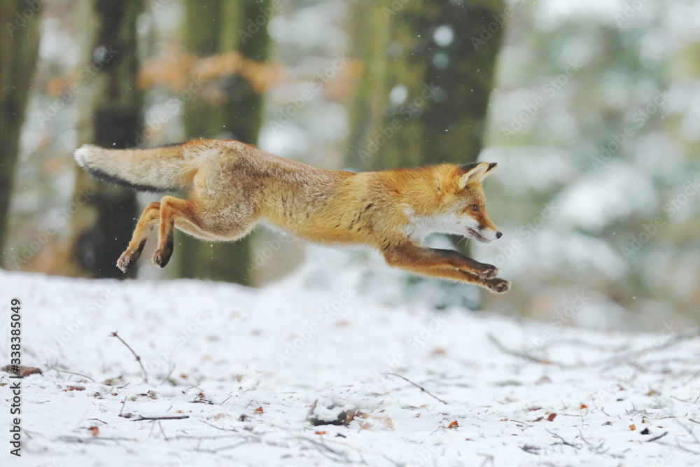 Red fox (Vulpes vulpes) long jump in snowed forest. Wildlife scene from Europe. Orange fur coat ...