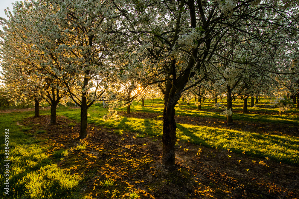 Sunrise in the apple fields during Spring with the trees full of ...