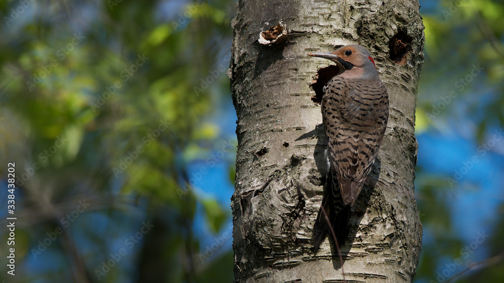Foto de Male northern flicker, colaptes auratus, from the woodpecker ...