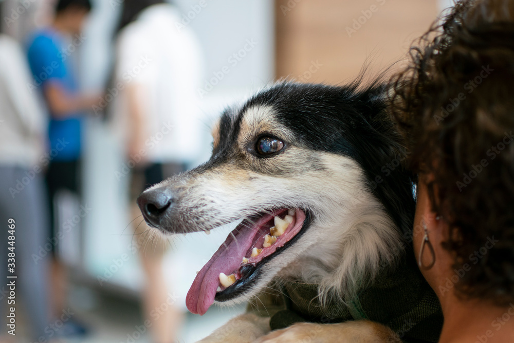 Black and white Vira lata dog with mouth open at the adoption fair with ...