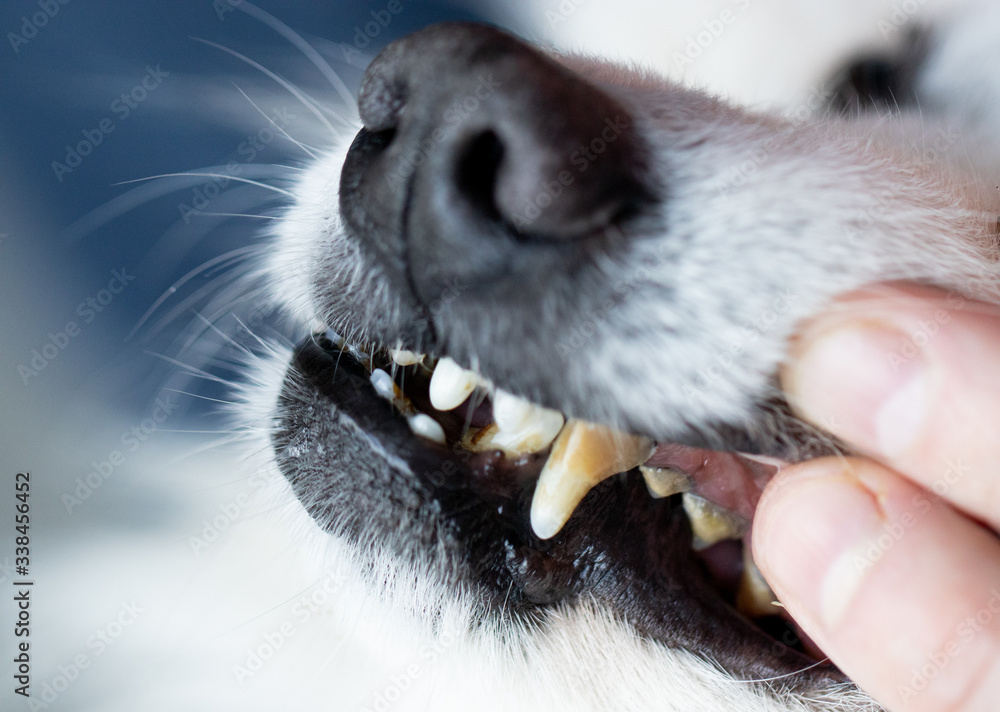 Dogs have problems with oral cavity, limestone, gingivitis, tooth decay ...