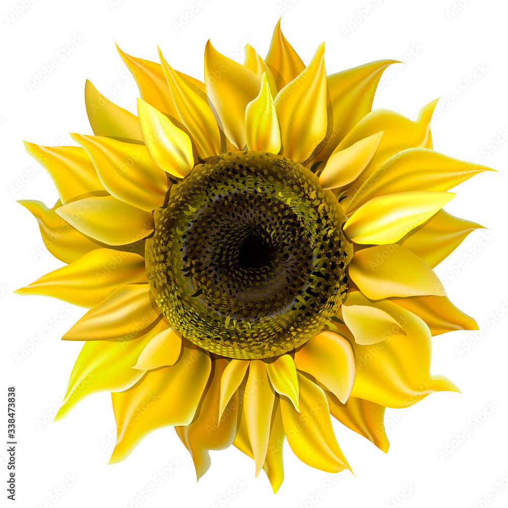 Realistic image of sunflower. Vector colorful illustration. Stock ...