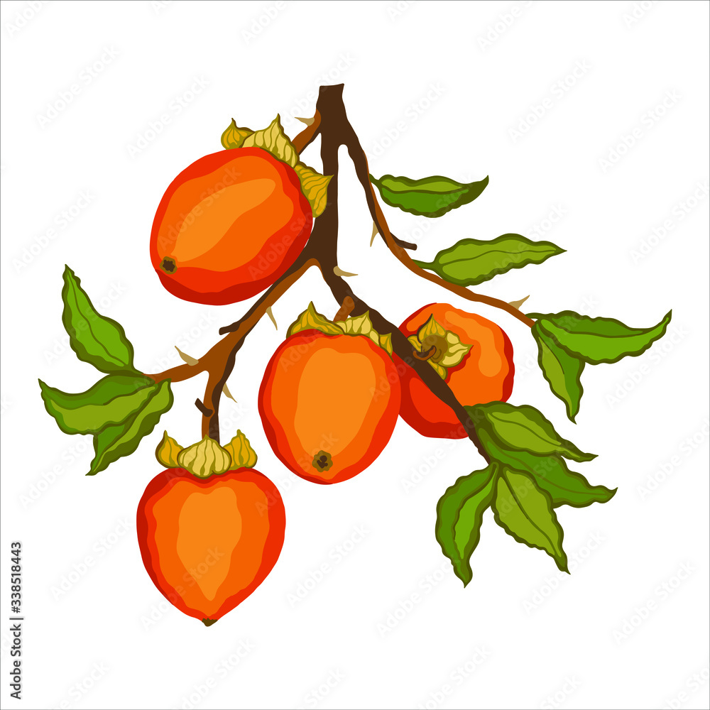 Vector illustration of a persimmon tree branch. Ripe persimmons on a ...