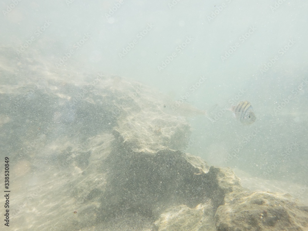 peixes água salgada, mar, praia, natureza, férias Stock Photo | Adobe Stock