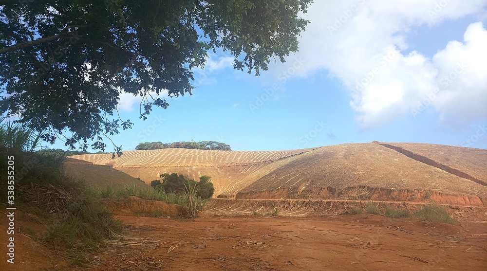 produção de cana de açúcar, canavial, terra vermelha, fazenda ...
