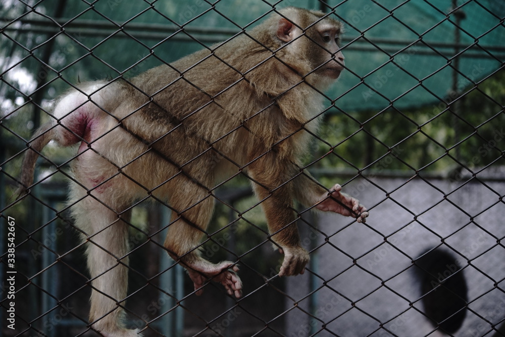 monkey in cage imprisoned in a Zoo moving and looking outside to find ...