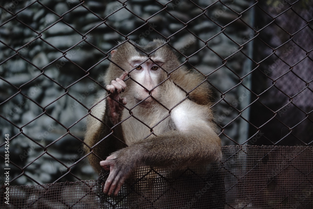 monkey in cage imprisoned in a Zoo looking outside to find freedom from ...