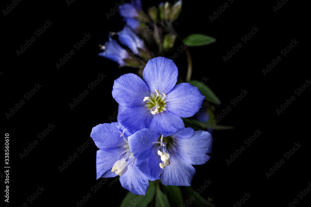 Jacobs Ladder is an herbaceous perennial and spring ephemeral ...