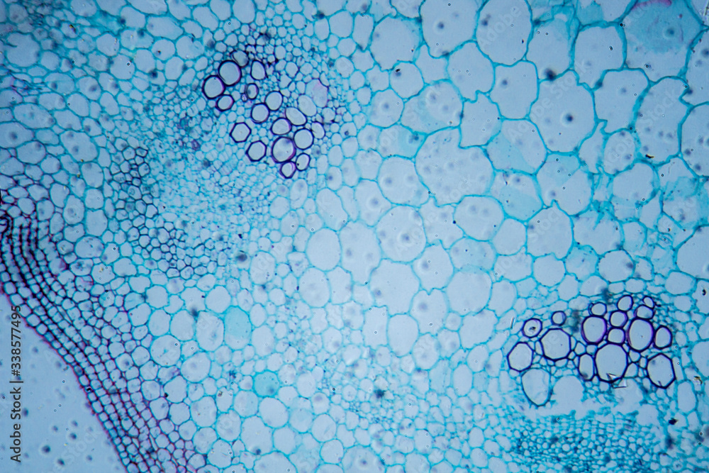 Microscopic image of sunflower stem (cross-section) Stock Photo | Adobe ...