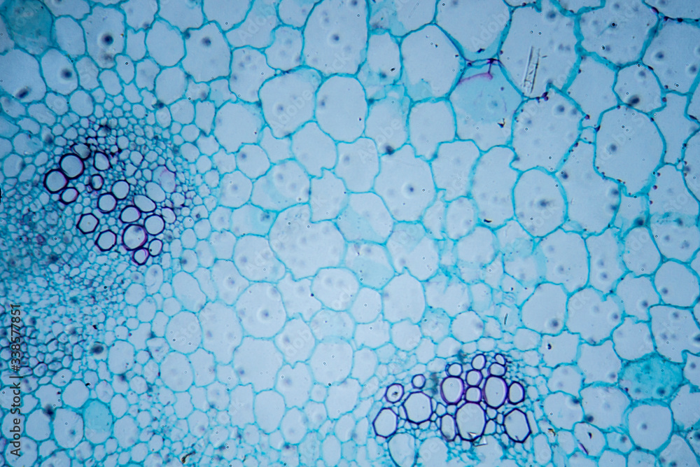 Microscopic image of sunflower stem (cross-section) Stock Photo | Adobe ...