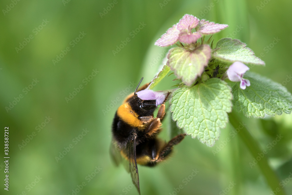 Bumblebee (or bumble bee, bumble-bee, or humble-bee) a species in the ...