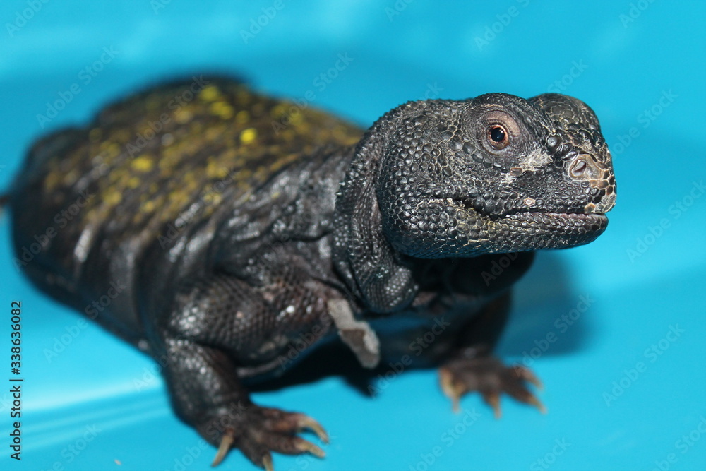 Uromastyx lizard Stock Photo | Adobe Stock