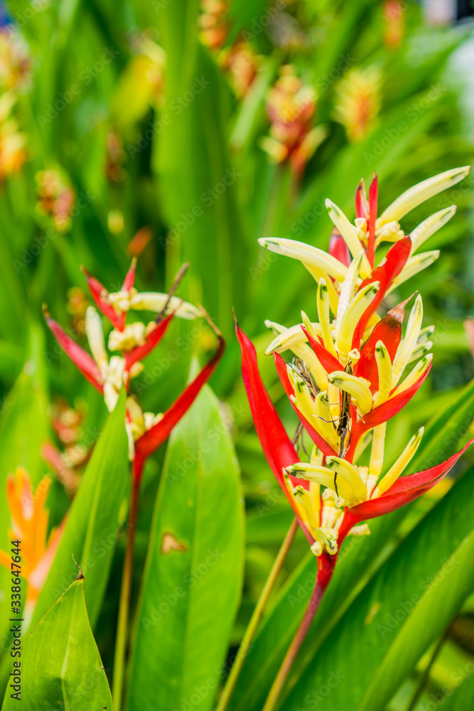 Heliconia psittacorum flower, also known as parrot's beak, parakeet ...
