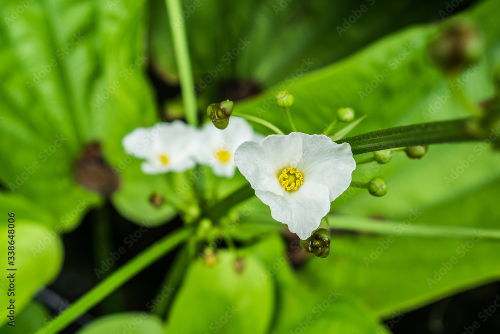 Mexican sword flowers blooming on the tree during the spring ...