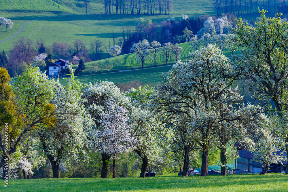 apple and pear trees in blossom in the lower austrian district ...